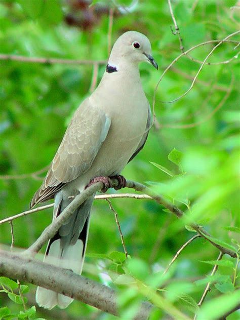 シラコバト （白子鳩） Collared Dove Streptopelia Decaocto 旅先で出逢った鳥たち