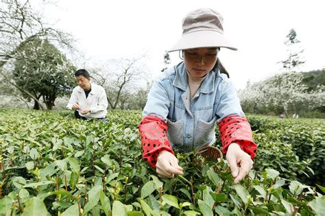 春分采春茶 要闻图片 中国政府网