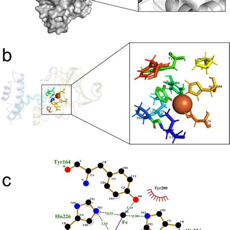 The Minimum Energy Conformation Of C12o Interaction With Catechol Download Scientific Diagram