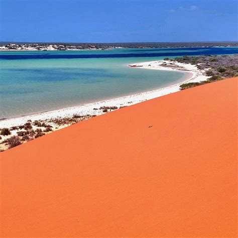 Shark Bay Tutto Quello Che Cè Da Sapere Aggiornato 2026