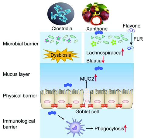 Scheme Of Plant Derived Xanthones As Potential Antibiotic Substitutes
