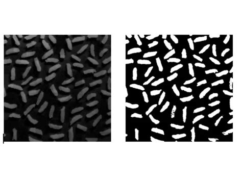 A Image Processing Solutions Provided In Python And Matlab Upwork