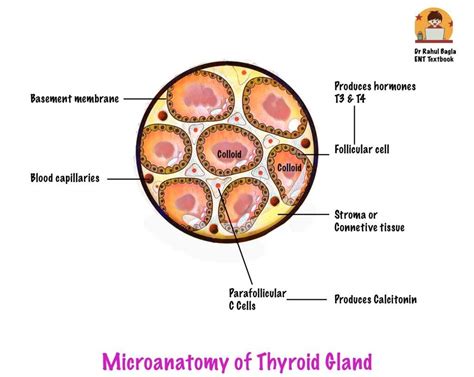 Physiology Of Thyroid Gland Structure Hormones And Regulation