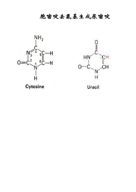 山东第一医科大学（泰山医学院）：《分子生物学》课程教学课件（打印版）第二章 染色体与dna（2 2） Pdf P6 P10 小库档文库