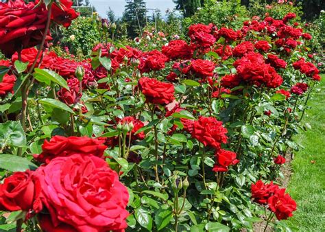 Red Rose Flower Garden