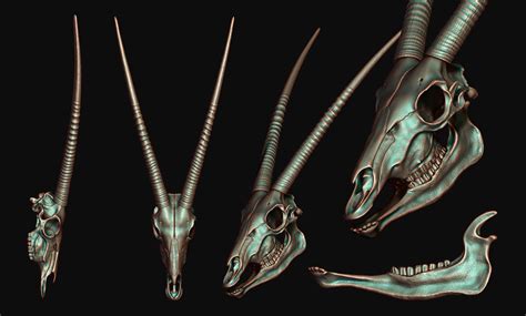 Oryx Oryx Gazella Skull 3d Model 3d Printable Cgtrader