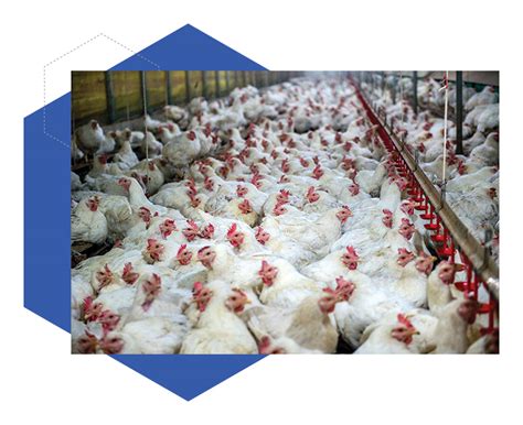 Challenges When Testing For Enterobacteriaceae