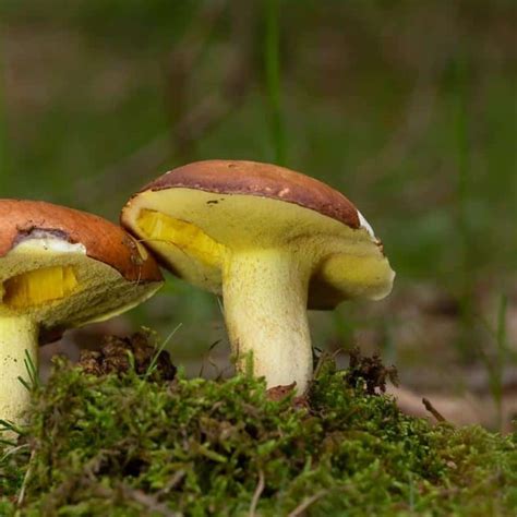 Boletes Mushroom Appreciation