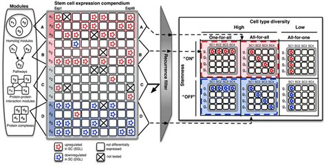 Overview Of The Stemness Meta Analysis Pipeline S Map Gene Modules Download Scientific
