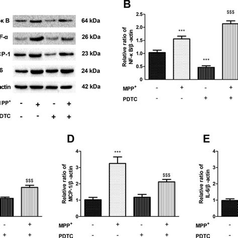 The Effect Of Of Pdtc On Cytokines Expression A E Nf κb Specific Download Scientific Diagram