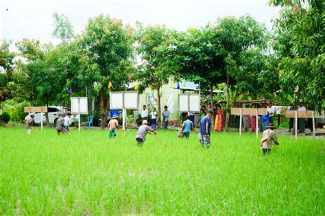 ကလေးမြို့တွင် မိုးစပါးပန်းတိုင် အထွက်နှုန်းနှင့်အထက် ရရှိရေးအတွက် စိုက်နည်းစနစ်မှန်ကန်ရေး