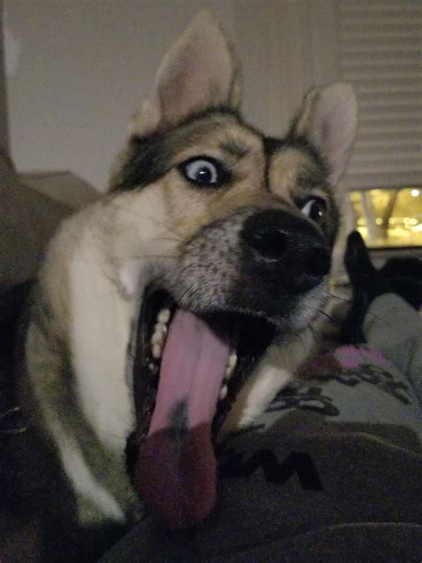 Reddit Meet Lizzy She Is A Happy Pup Aww