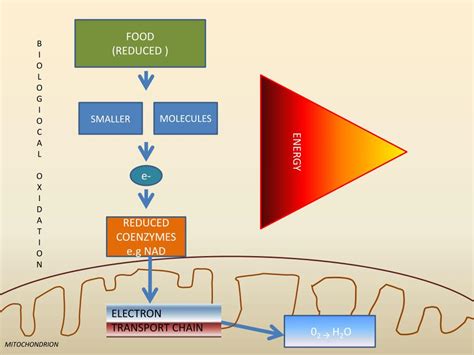 Ppt Biological Oxidation Powerpoint Presentation Free Download Id