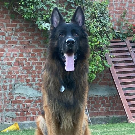 Mr Hugo مستر هوجو Youtube