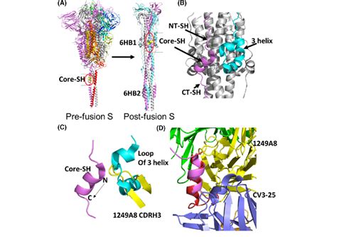 Sars Cov 2 Pref And Postf S Structures And Mimicry By 1249a8 A Download Scientific Diagram