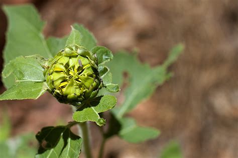 무료 이미지 자연 잎 식품 녹색 생기게 하다 식물학 플로라 해바라기 야생화 닫다 엉겅퀴 훈장 싹 매크로 사진 꽃 피는 식물 데이지 가족 식물