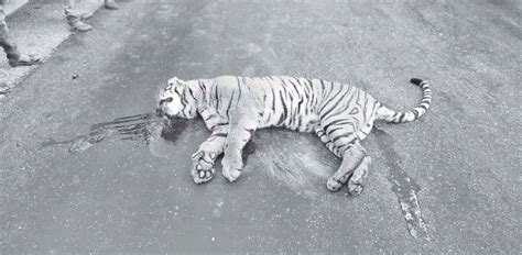痛心！新年第二天，尼泊尔一只10岁老虎死于路杀 搜狐大视野 搜狐新闻