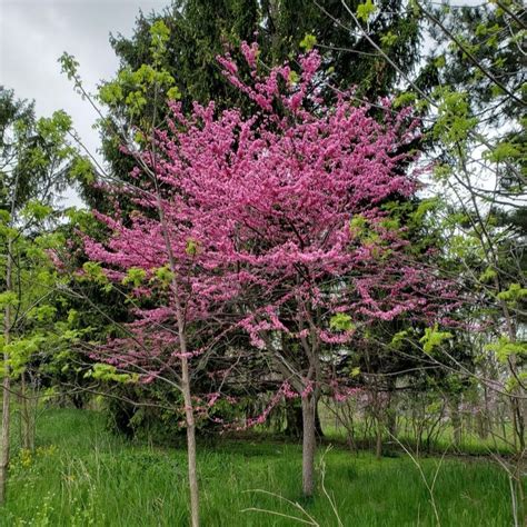 21 Kentucky Native Plants For Landscaping