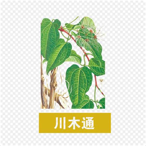 川木通PNG图片素材下载 图片编号8258856 PNG素材网