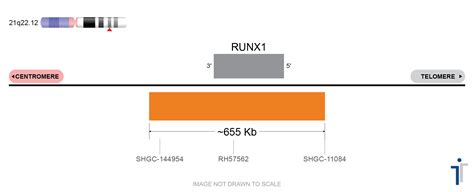Bdot Etv6runx1 Fish Probe Empire Genomics