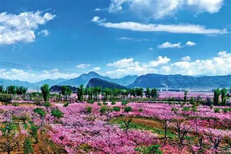 北京清明节赏花好去处推荐旅泊网