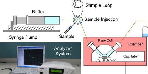 Experimental System QCM Download Scientific Diagram