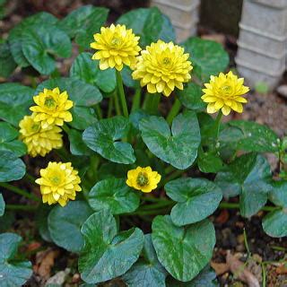 ヒメリュウキンカ 新花と緑の詳しい図鑑