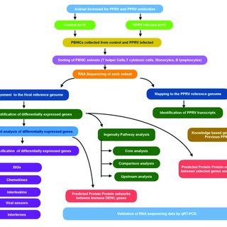 Workflow For RNA Sequencing Data Analysis Download Scientific Diagram