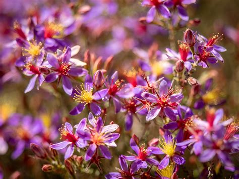 Kings Calytrix Strigosa Captured By Julia Griffiths Facebook