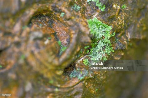 축축한 나무 줄기에서 자라는 새로 형성된 밝은 녹색 조류 이끼의 추상적 인 모습 0명에 대한 스톡 사진 및 기타 이미지 0명 갈색 거친 Istock