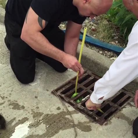 [video] Jon Steinberg On Linkedin Watch As These Ducklings Are Rescued From A Storm Drain