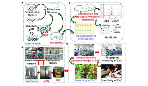 Schematic Illustration And Realistic Picture Of Extract From