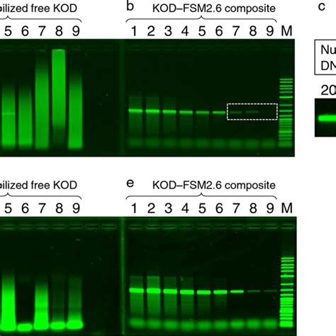 Verification Of Polymerase Chain Reaction Pcr Amplification Of
