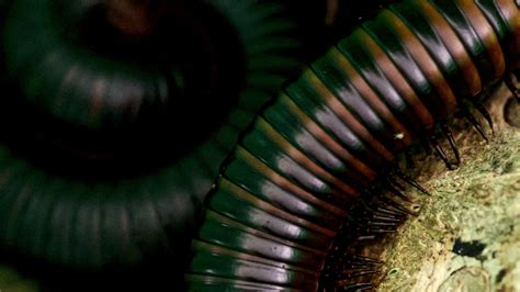Giant African Millipede