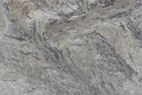 3 1 Pennsylvanian Fossil Scale Tree Lepidodendron Plate Kentucky 224703 For Sale