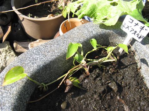 植物編のミズアオイ科のコナギ