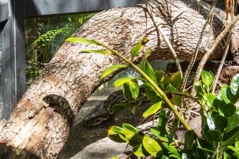Revamping Our Python Habitat Brevard Zoo Revamping Our Python Habitat Brevard Zoo