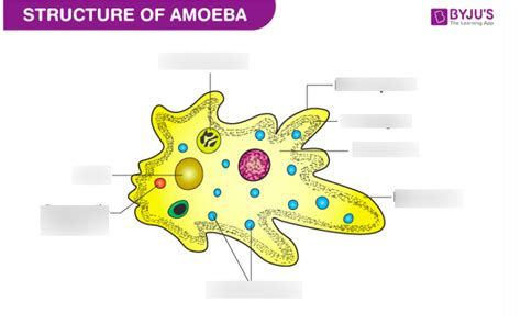 STRUCTURE OF AN AMOEBA Diagram Quizlet