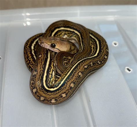 Marble Anthrax Reticulated Python By Ejs Exotic Reptiles Morphmarket