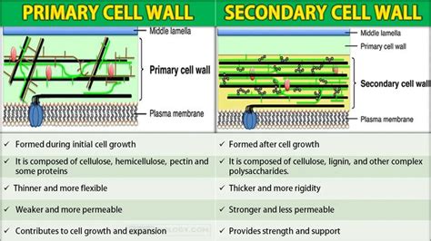 Difference Between Primary And Secondary Cell Wall