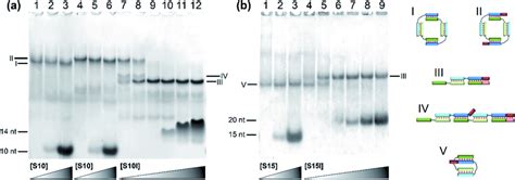 Determination Of Complex Molecularity Gel Shift Assays Of Complexes Of Download Scientific