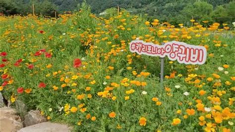 캘리포니아 양귀비 1 Youtube