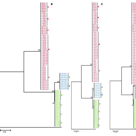phylogenetic analysis based on the d loop region d loop sequences