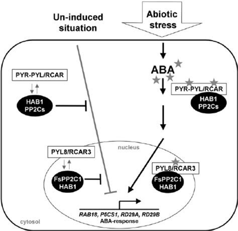 Schematic Model Describing The Function Of The Pp2c Pyl Rcar Download Scientific Diagram