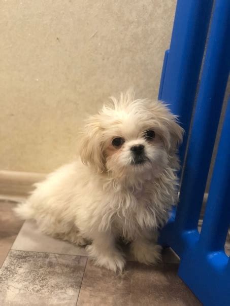 Мальчик мальтипу привит 30 000р Доставка ВКонтакте