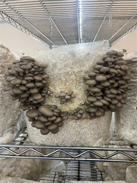 Fresh Gourmet Mushrooms Yorkshire Mushroom Emporium