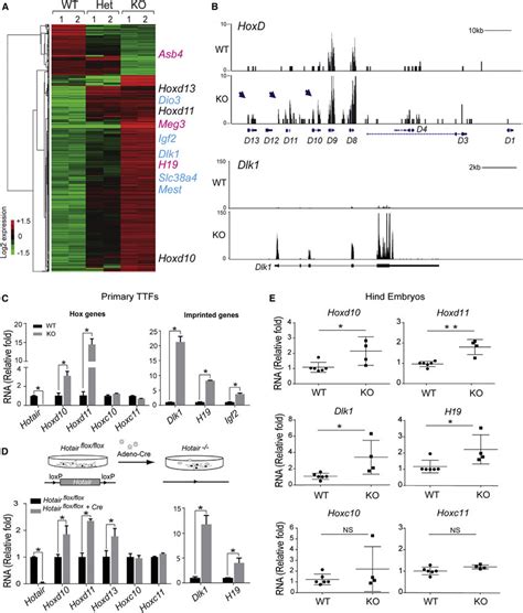 Hotair Ko Derepresses Hoxd And Imprinted Genes A Differential Gene
