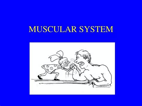 PPT MUSCULAR SYSTEM PowerPoint Presentation Free Download ID 9360413