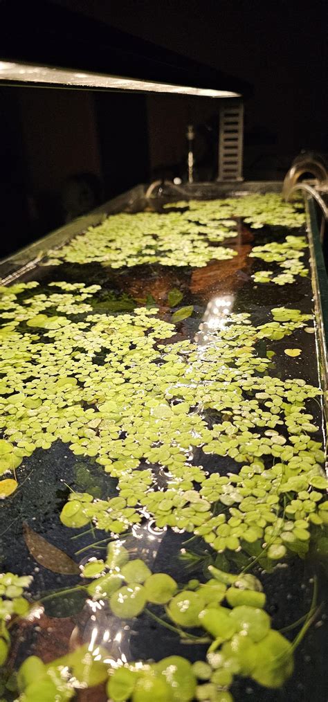 new to this what do you guys think r aquascape