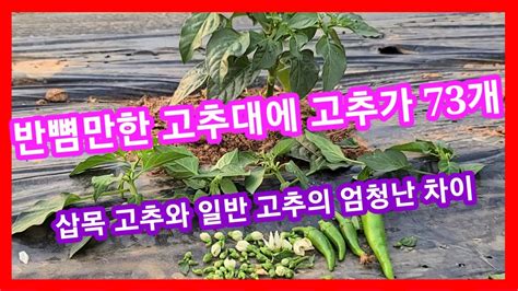 반뼘만한 고추대에 고추가 73개 삽목고추와 일반 고추의 엄청난 차이 인간극장사노라면전원일기 고추심는방법기계심기간격 고추